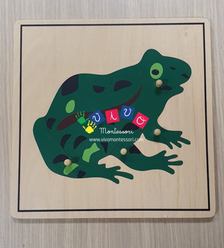 Incastri animali Puzzle - Rana con scheletro Montessori | Vivo Montessori
