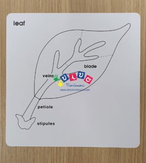 Carte nomenclatura foglia in inglese Montessori | Vivo Montessori